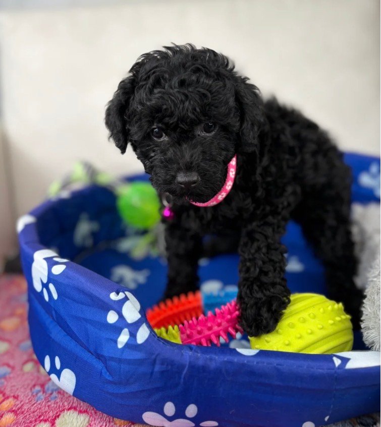 Female Black Teacup Poodle - toy poodle puppies for sale Australia