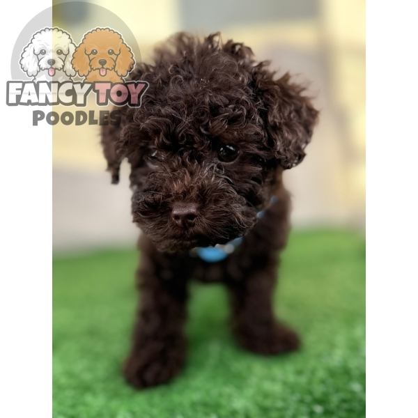 Female Chocolate Teacup Poodle - toy poodle puppies for sale Australia